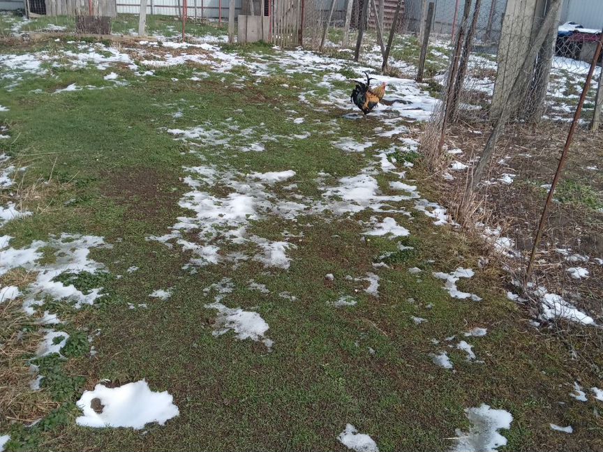 Продается петух 1,5г и золотой фазан 3 года