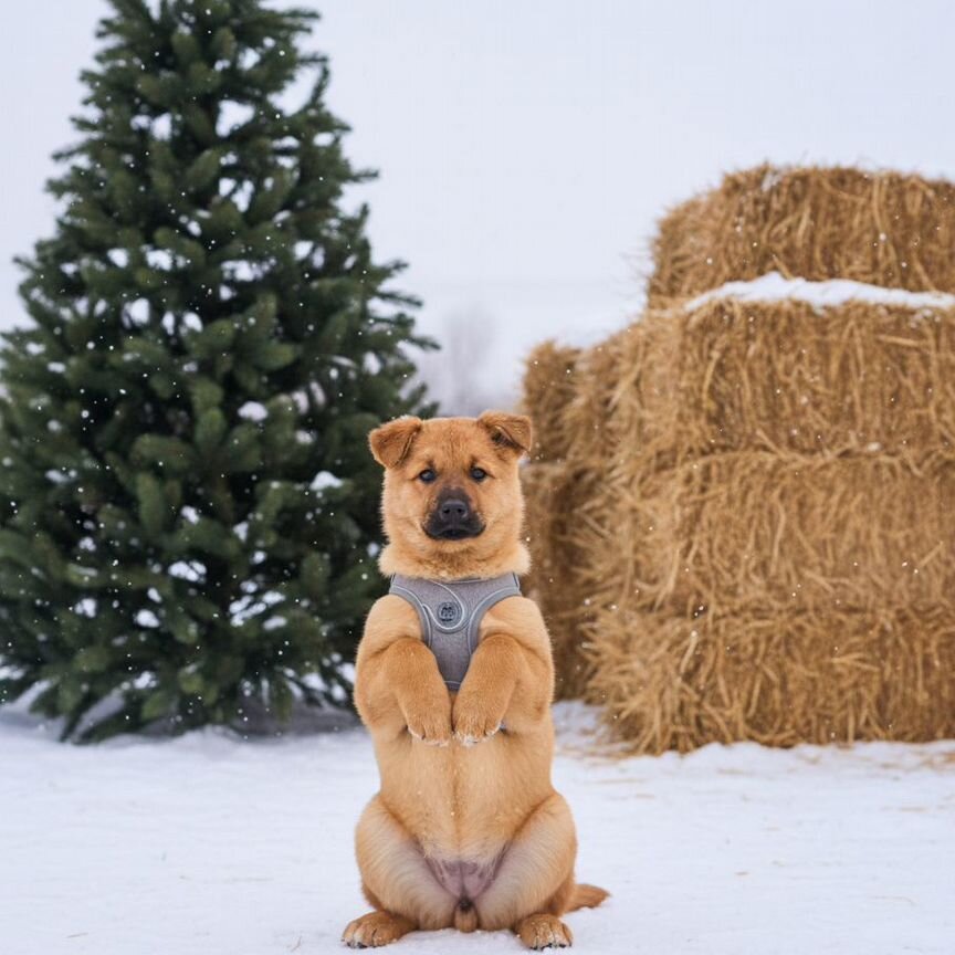 Щенок в добрые руки