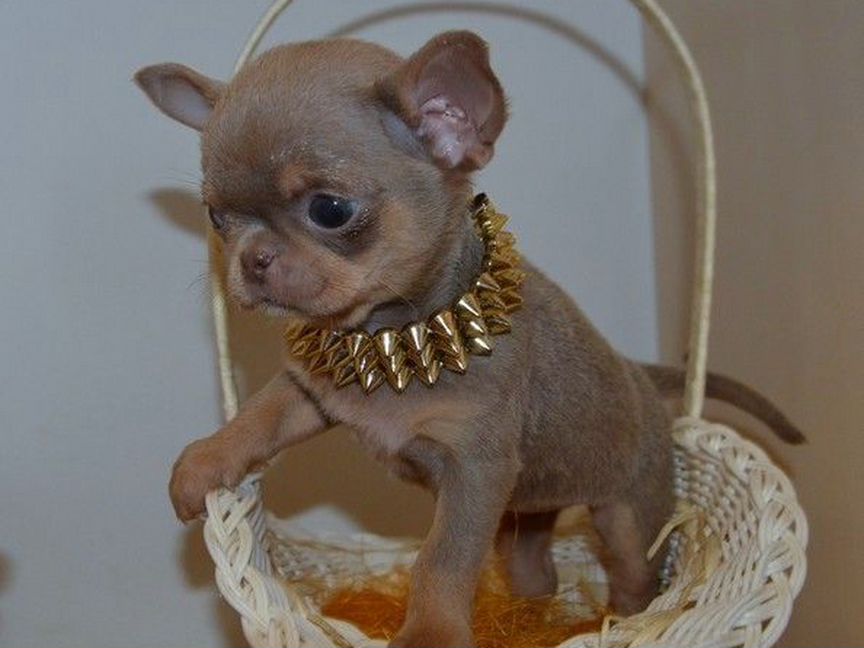 Чихуахуа курносые мини девочки и стандартные