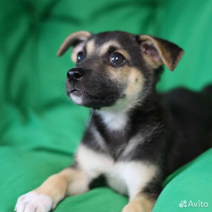 Джесси щенок в добрые руки бесплатно