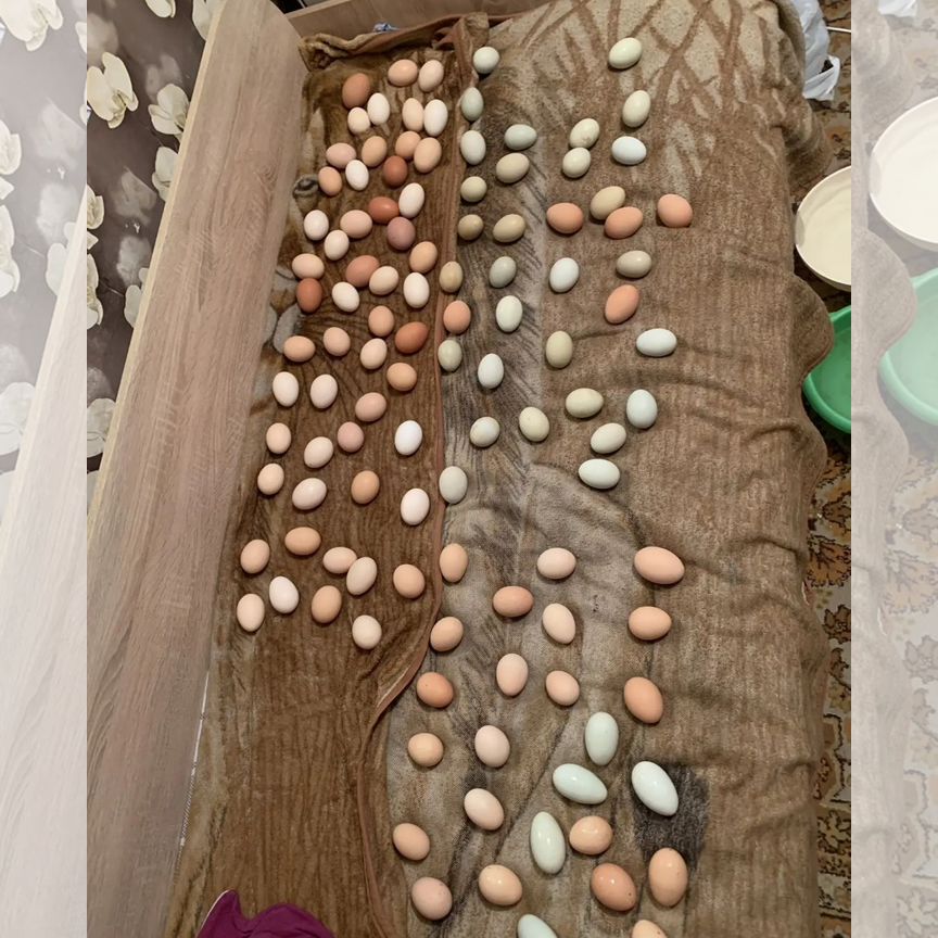 Инкубационное яйцо куриное