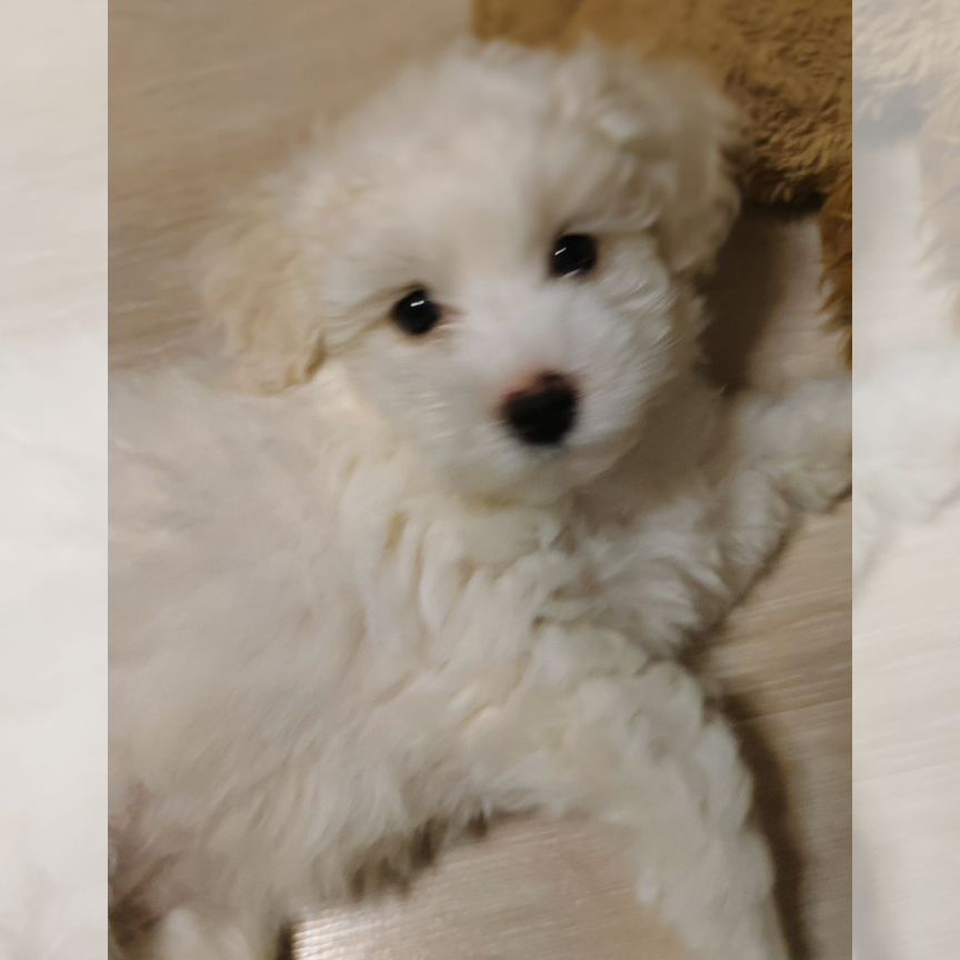 Бишон фризе, щенок