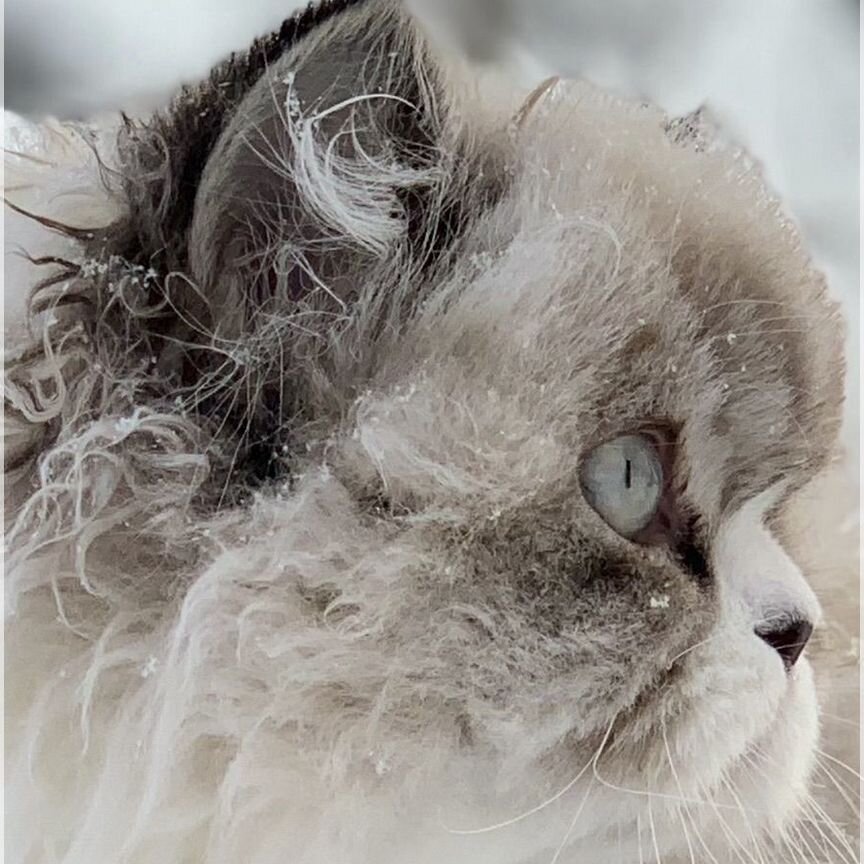 Шотландская прямоухая длинношёрстная, взрослая кошка