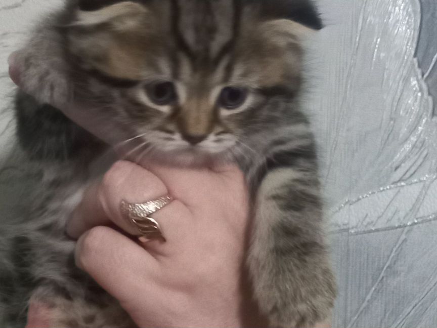 Шотландские вислоухие котята