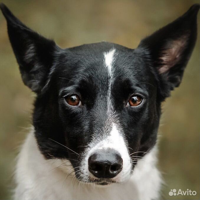 Красавица Грея в поисках дома и хозяина