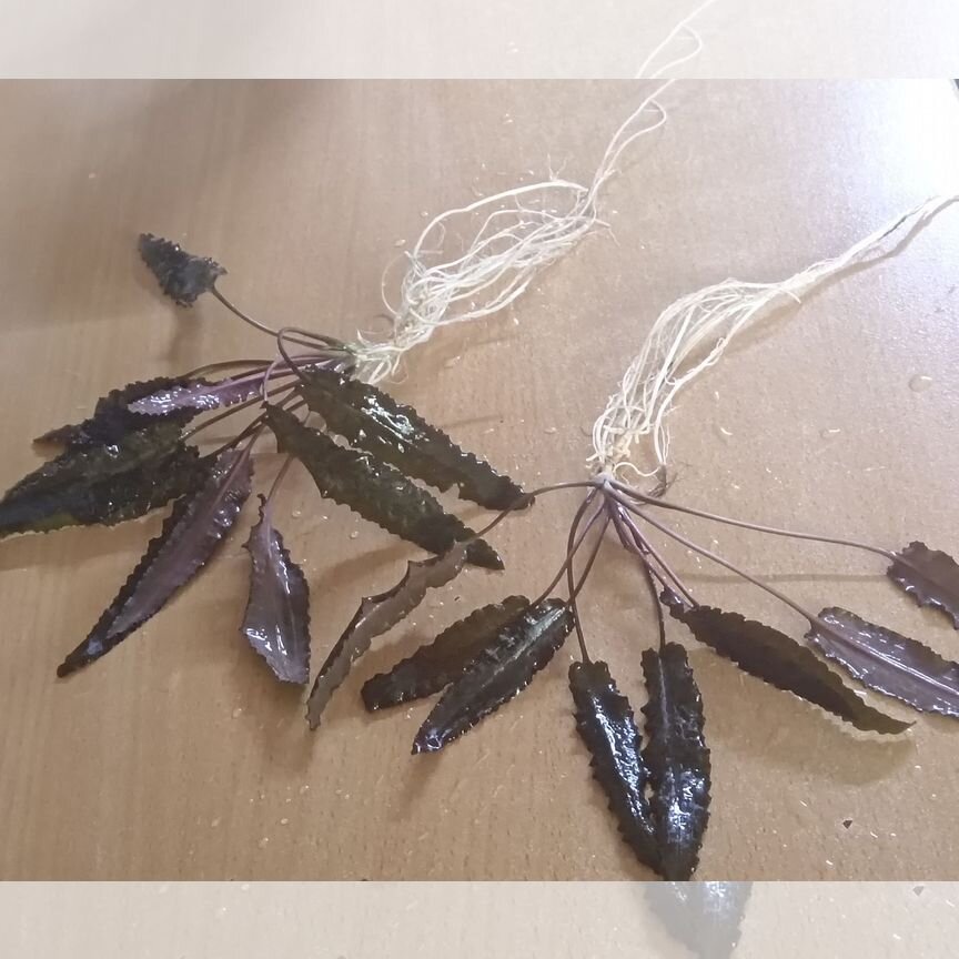 Аквариумное растение