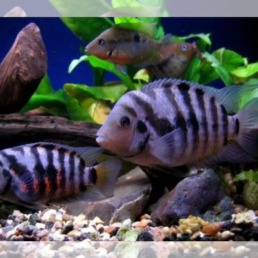 Цихлозома чернополосая