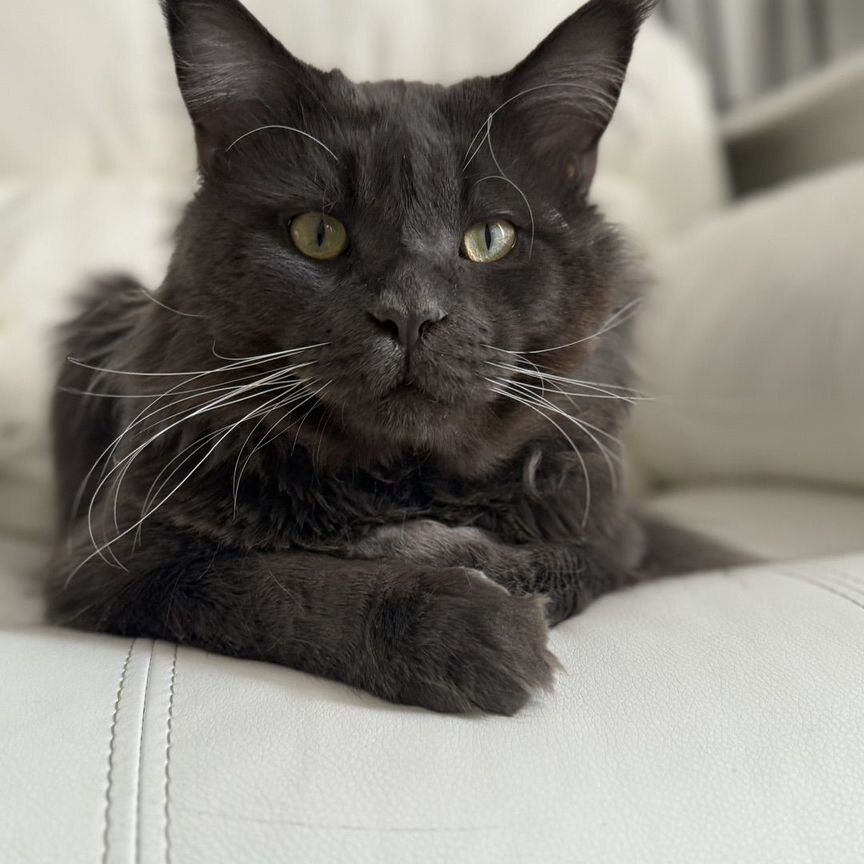 Кот мейн-кун