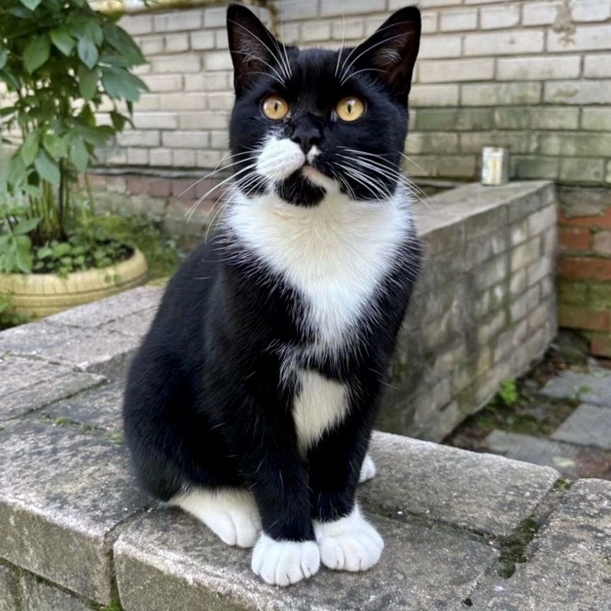 Коты в добрые руки