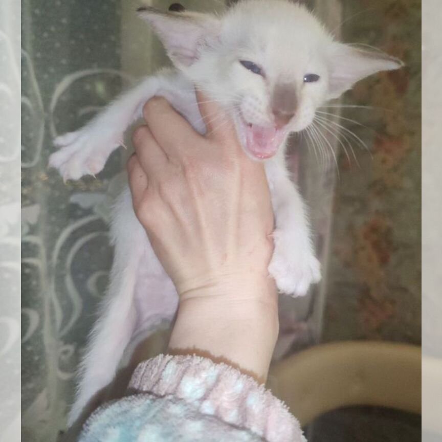 Ориентальный котёнок