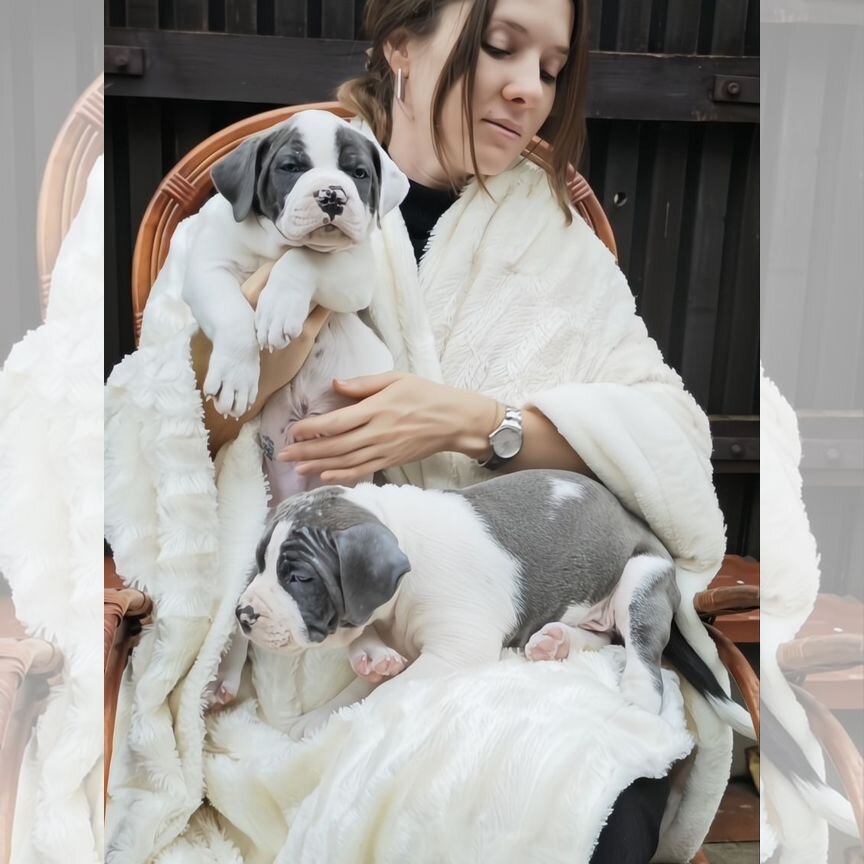 Американский стаффордширский терьер, щенок