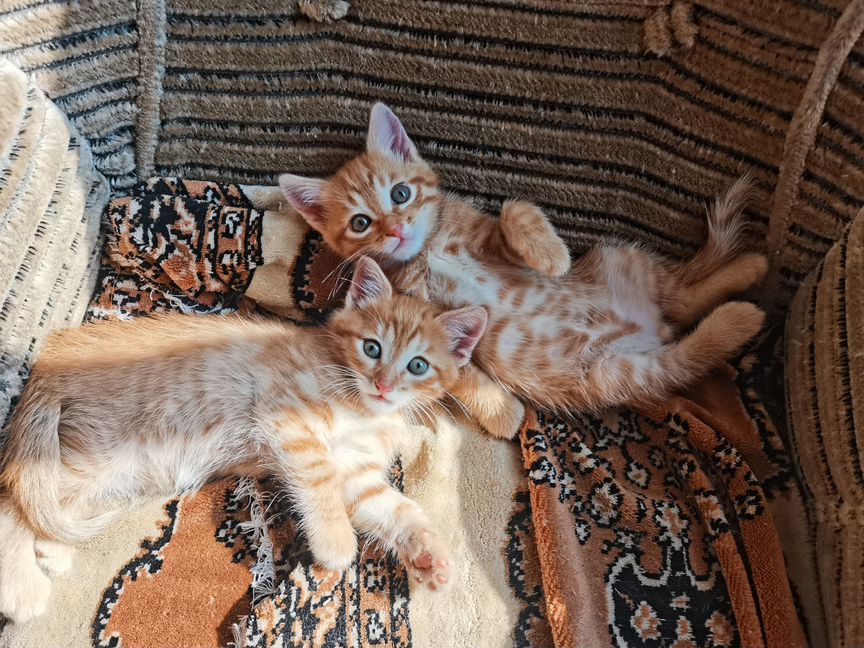 Очень красивые котята