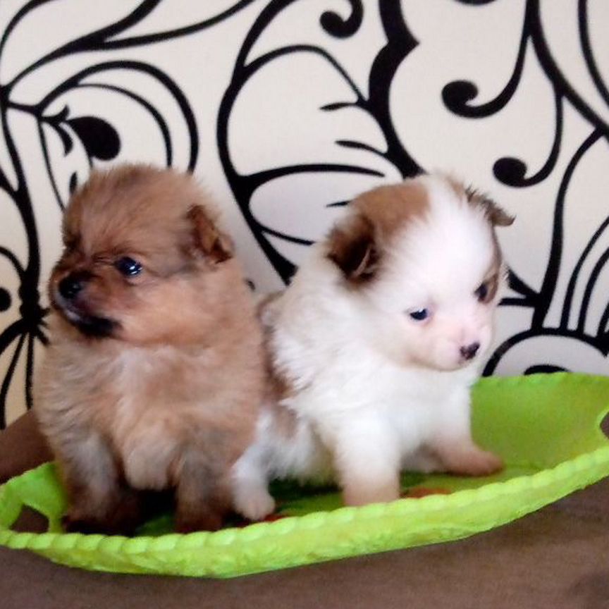 Мальчики, Померанский шпиц. Продам