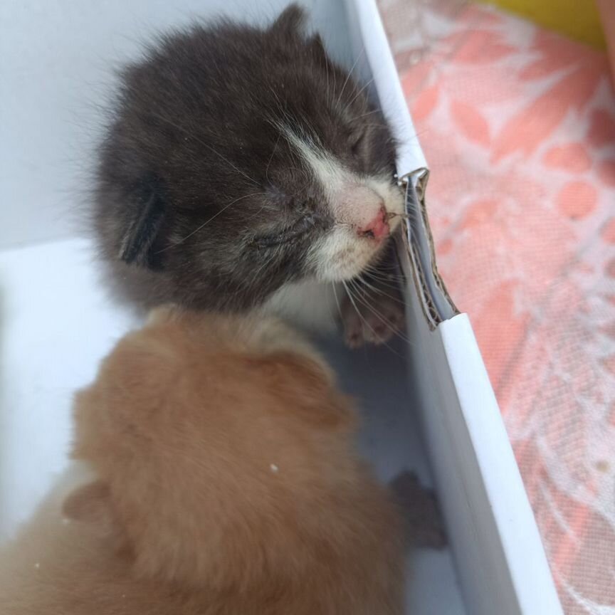Котёнок в добрые руки