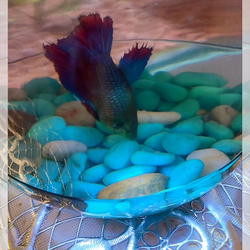 Аквариумная рыбка (петушок)