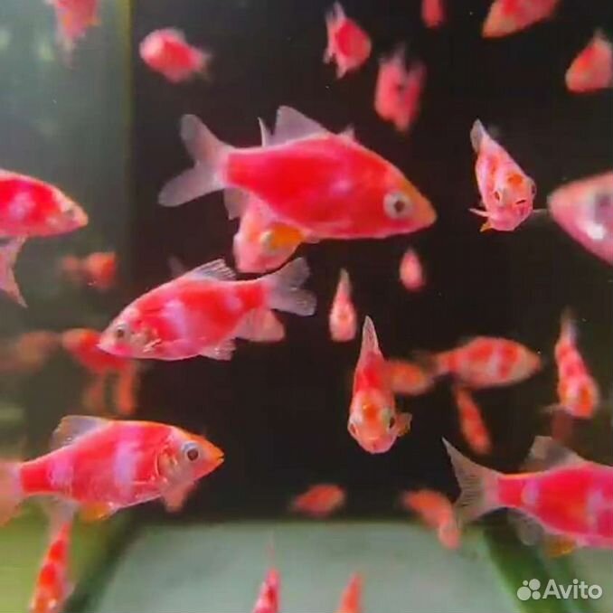 Барбус glofish глофиш красно белый