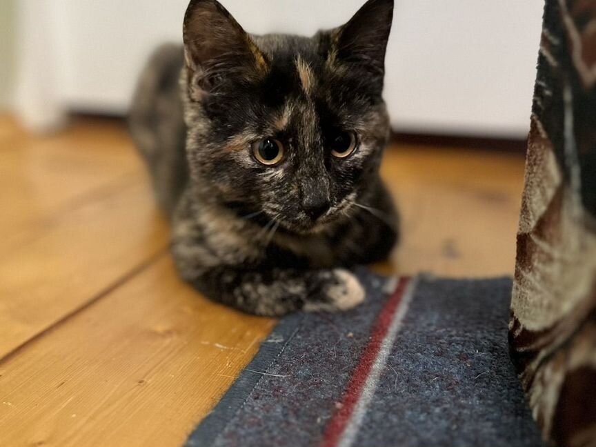 Котенок Трехцветка на удачу