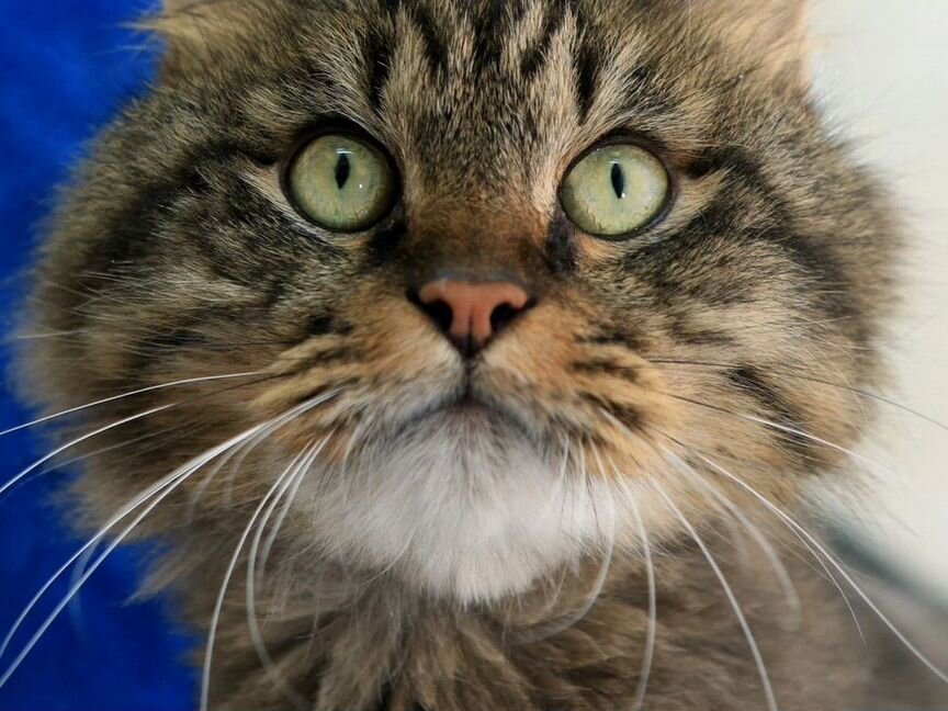 Топовый кот 10/10