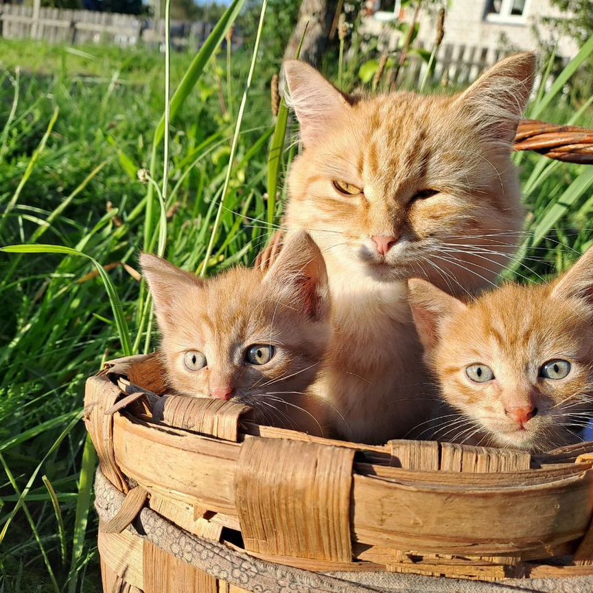 Котята в добрые руки бесплатно