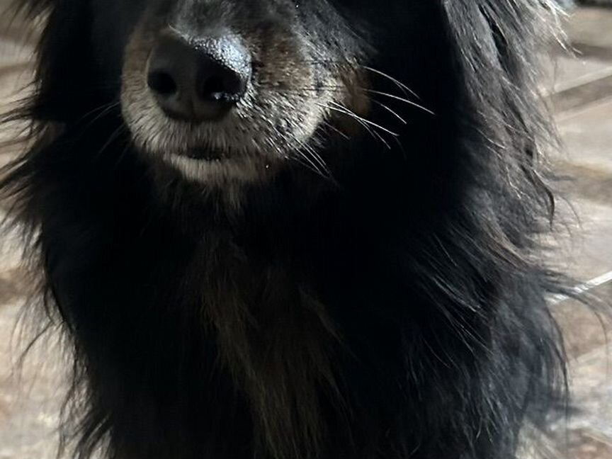 Маленькая собака в добрые руки