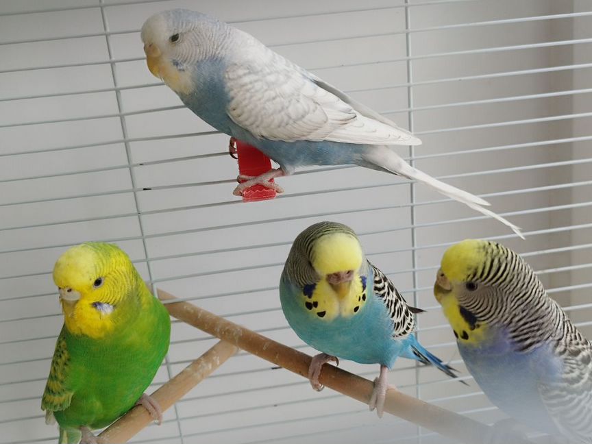 Самочки подростки полуЧехи