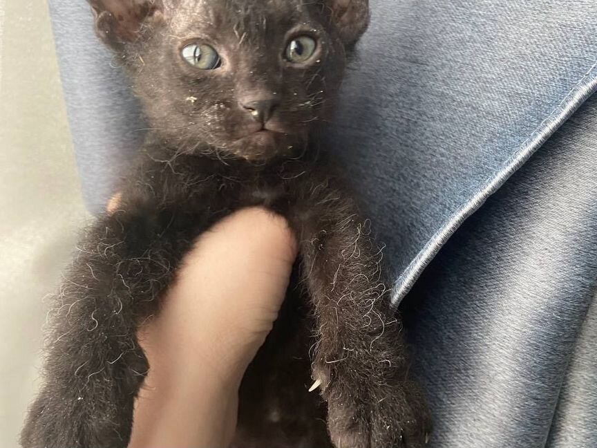 Сфинкс котенок девочка браш