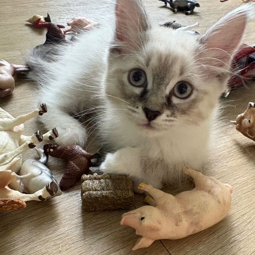 Невский маскарадный котёнок