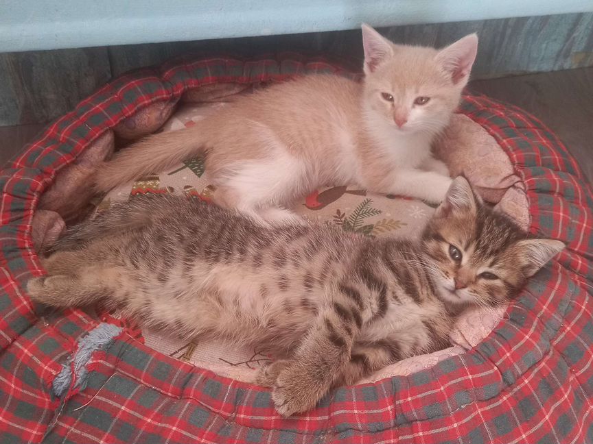 Котята в дар бесплатно