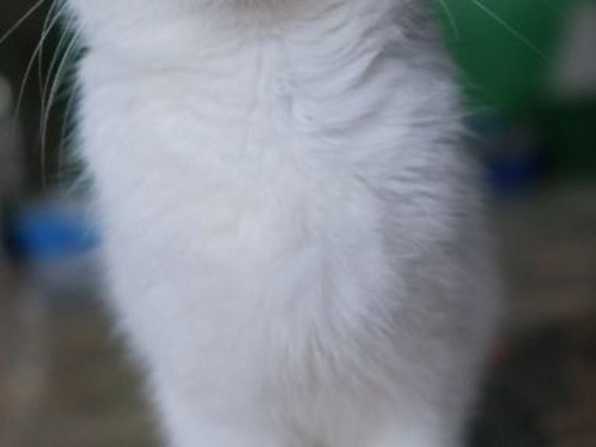 Экзотическая. В добрые руки