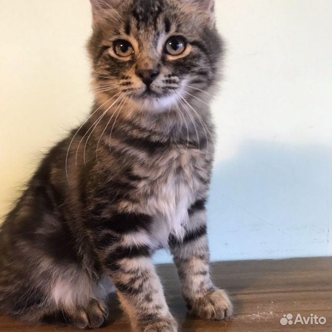 Кот 2,5 месяца с доставкой на дом