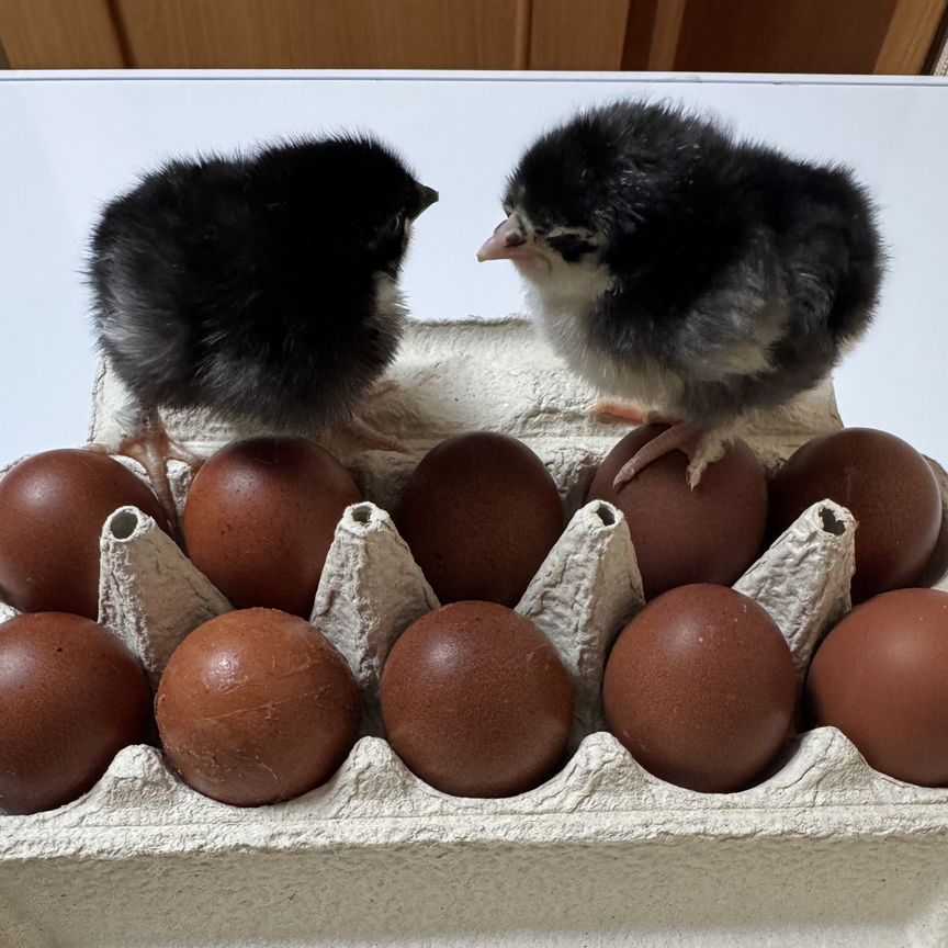 Цыплята породные