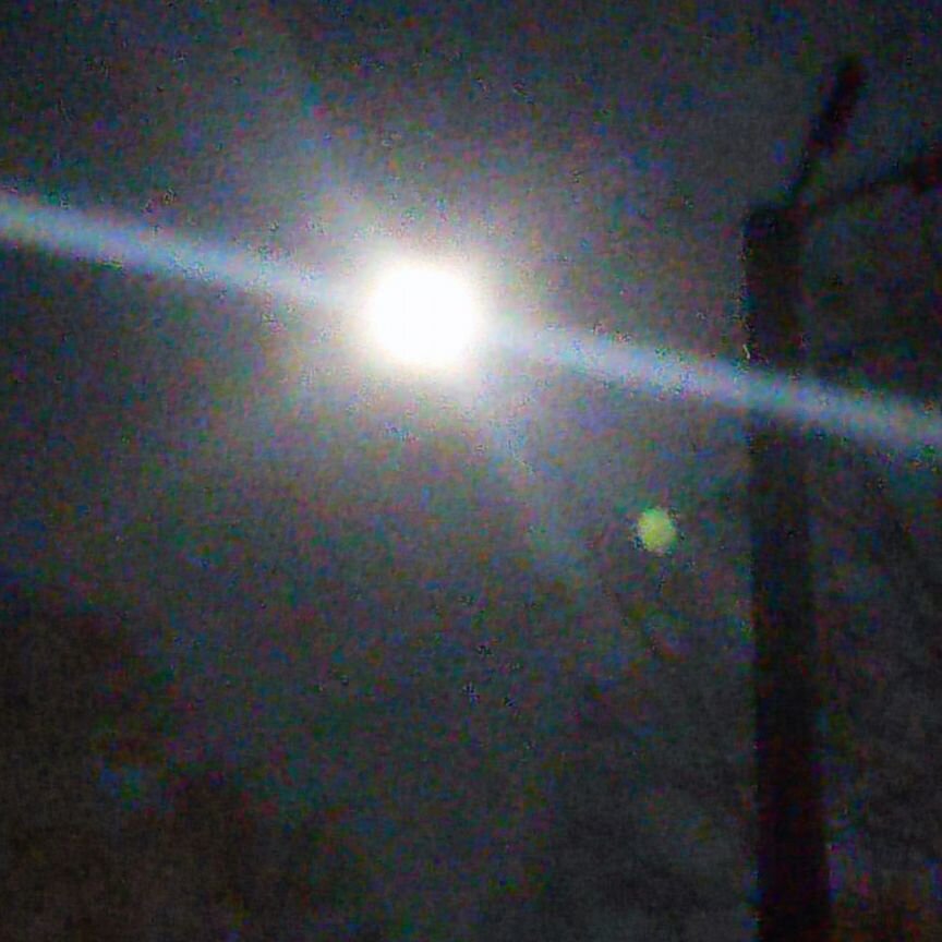 Лайка, взрослый пёс