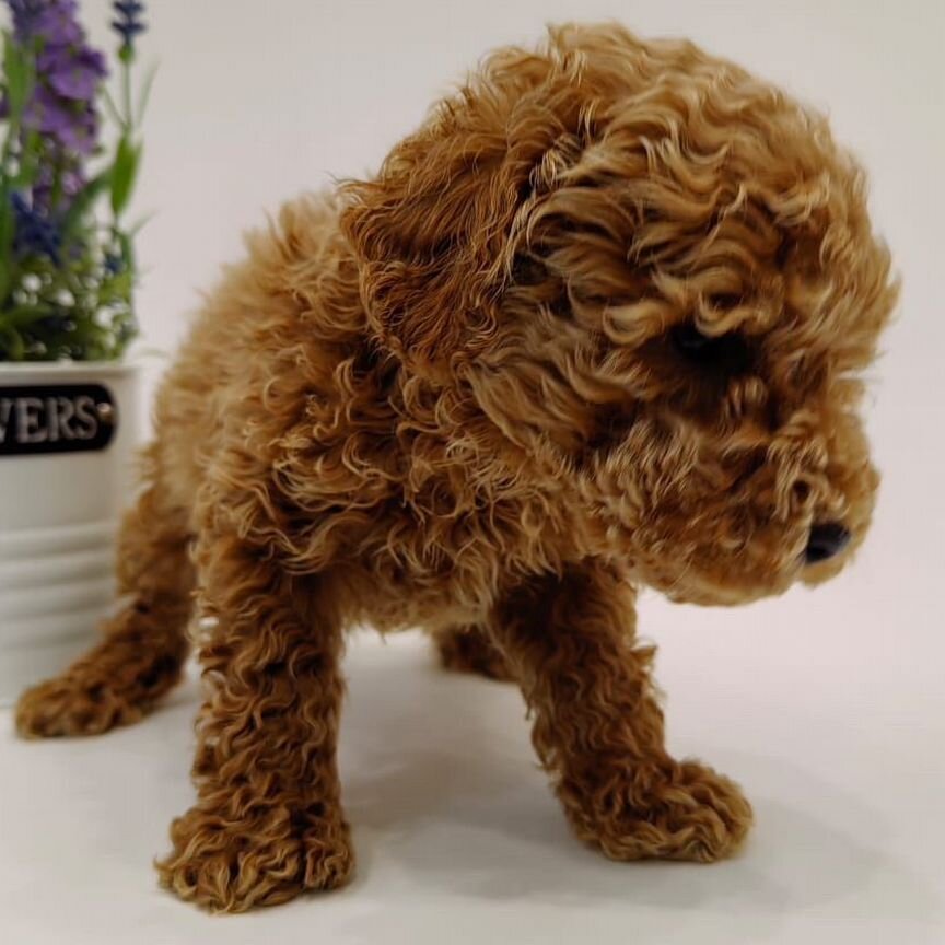 Той-пудель щенки