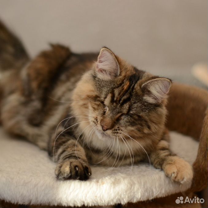 Ляля слепая кошечка