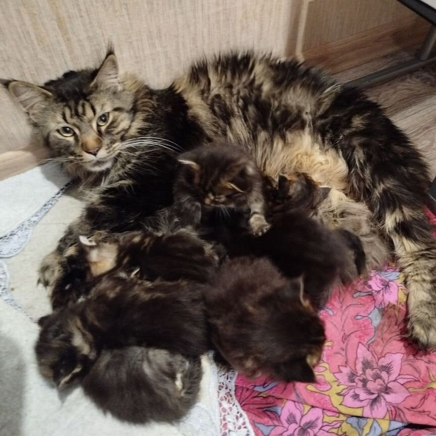 Мейн-кун котёнок