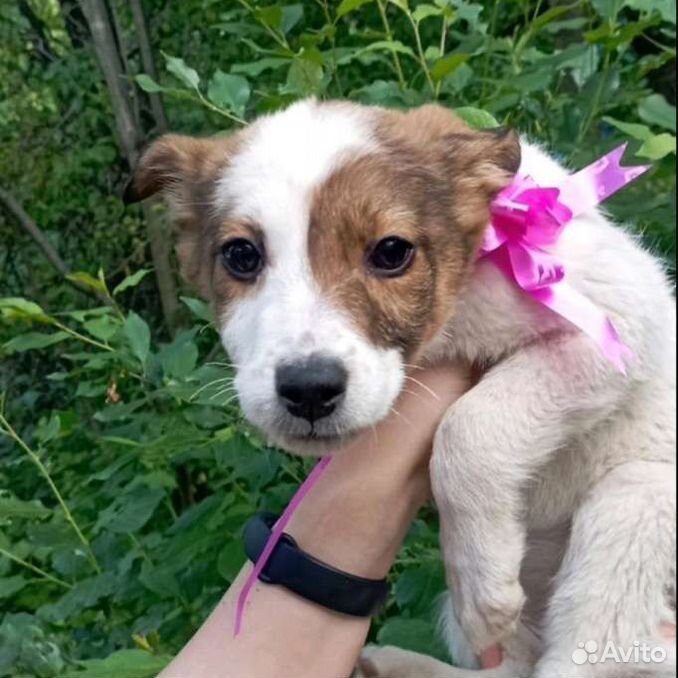 Щенки выростут ниже колена в добрые руки