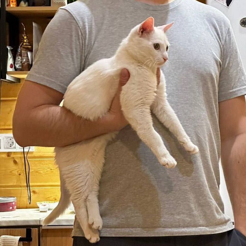 Взрослый кот в добрые руки