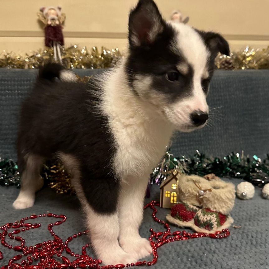 Якутская лайка, щенок