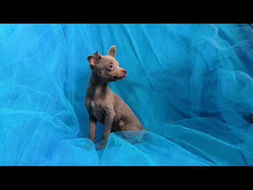 Кукольные мальчики готовы к переезду