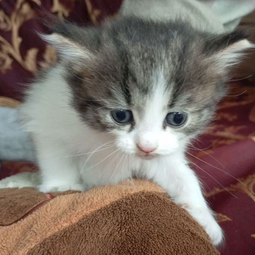 Сибирский котёнок