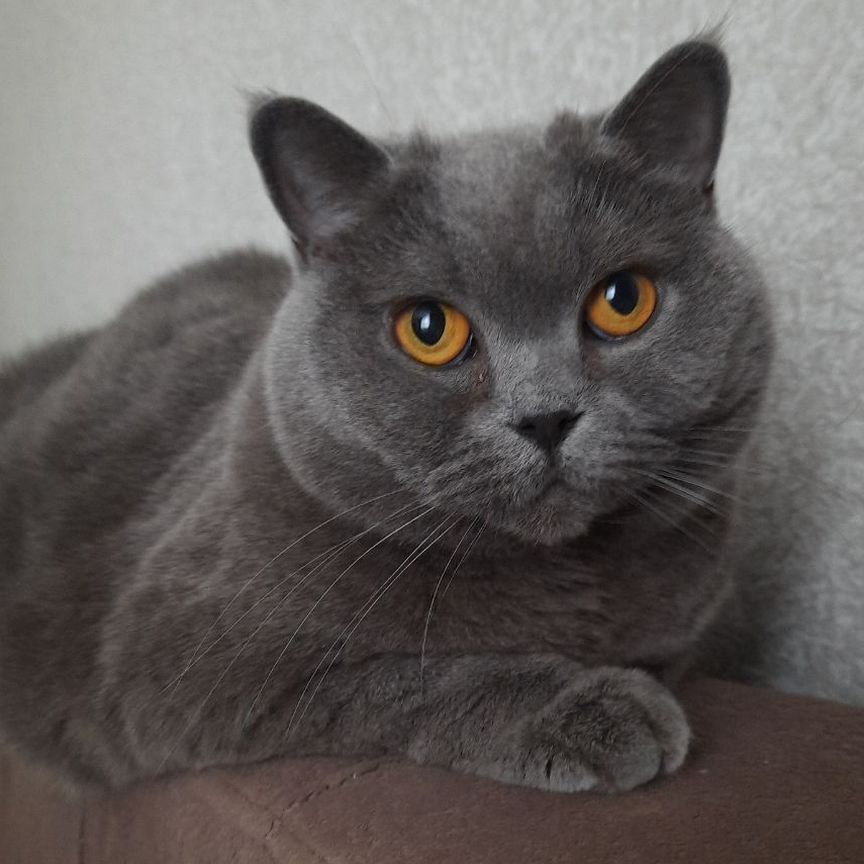 Шотландская вислоухая длинношёрстная, взрослая кошка