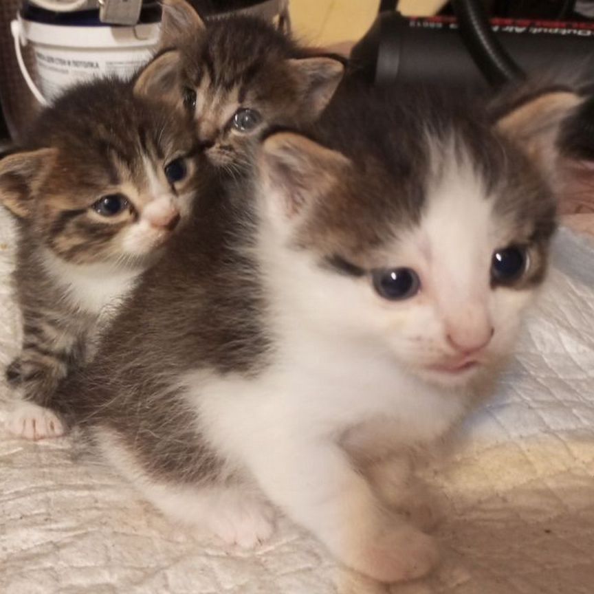 Сибирские котята