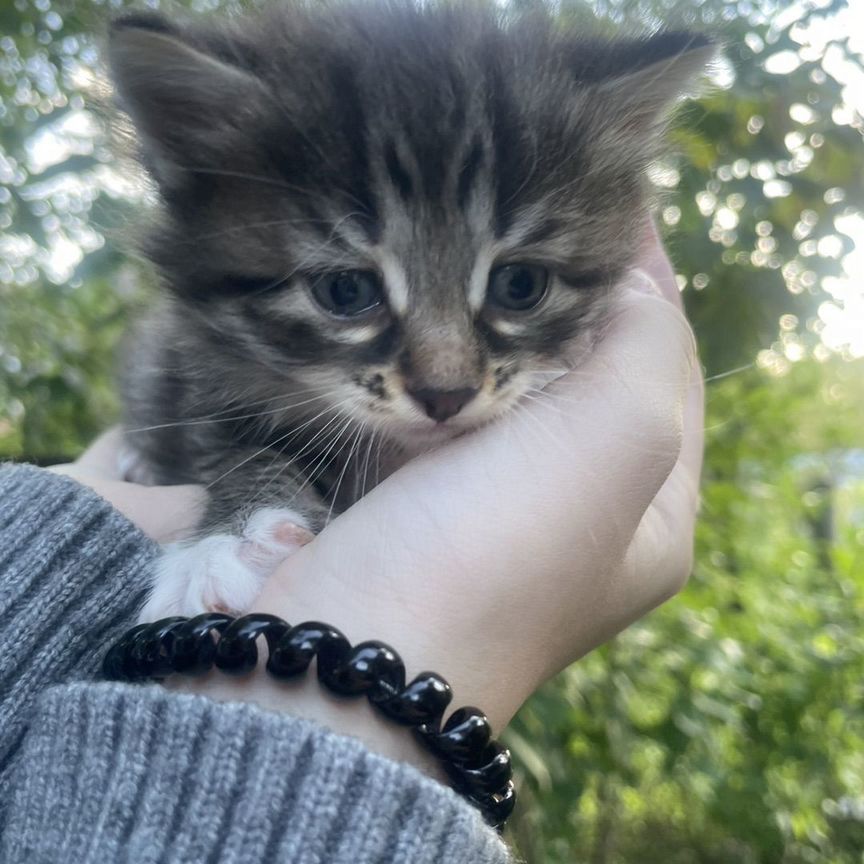 Отдадим котят в добрые руки