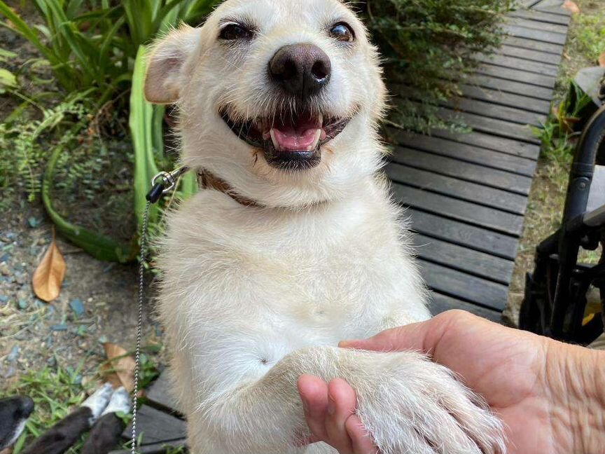 Квартирная собачка в добрые руки