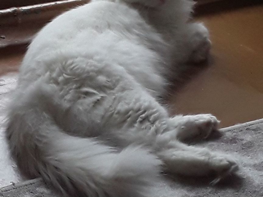 Кошечка в добрые руки