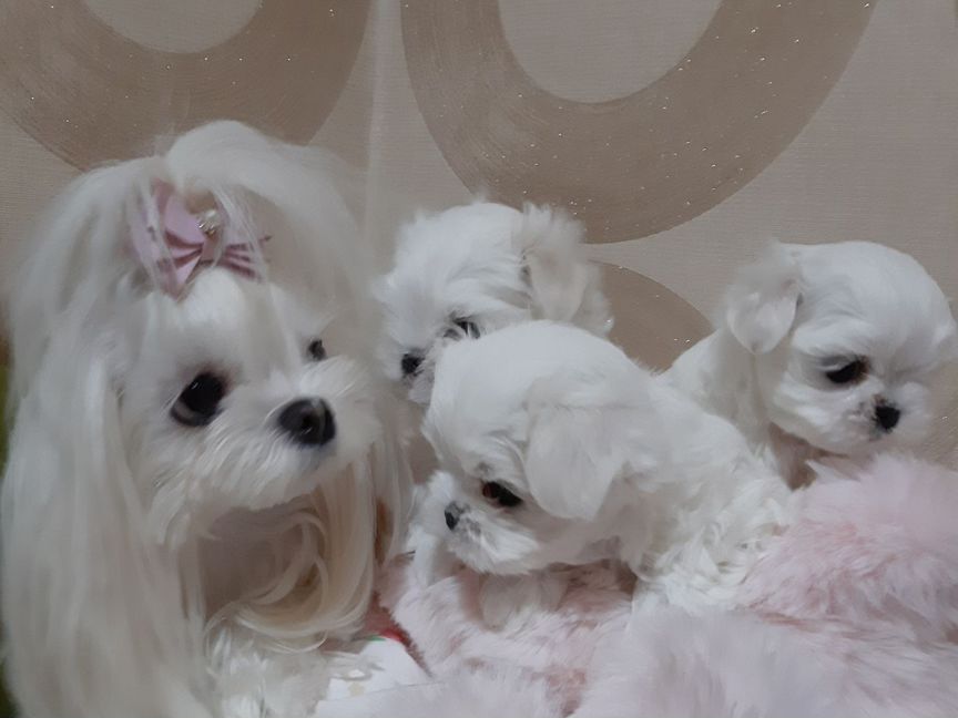 Мальтезе. Мальтийская болонка. Щенки. РКФ