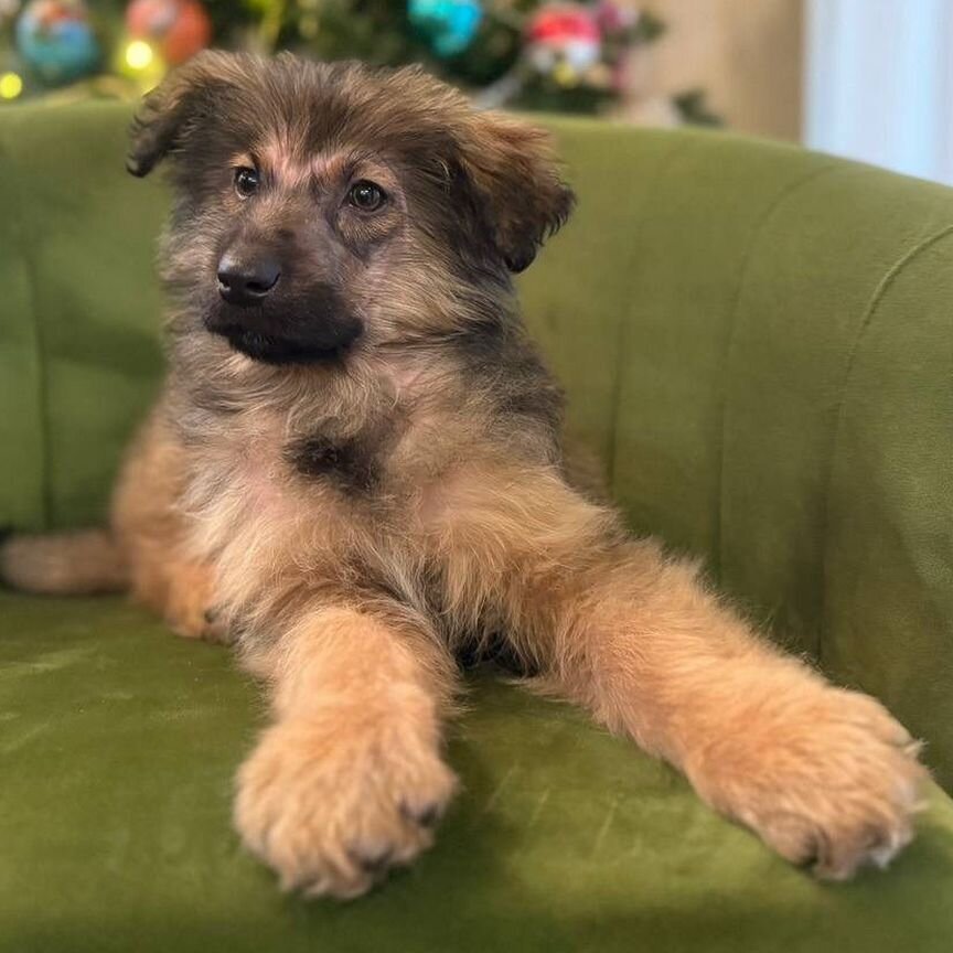 Щенок в добрые руки