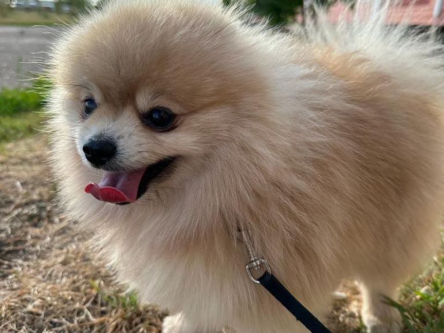 Малый немецкий шпиц кобель для вязки