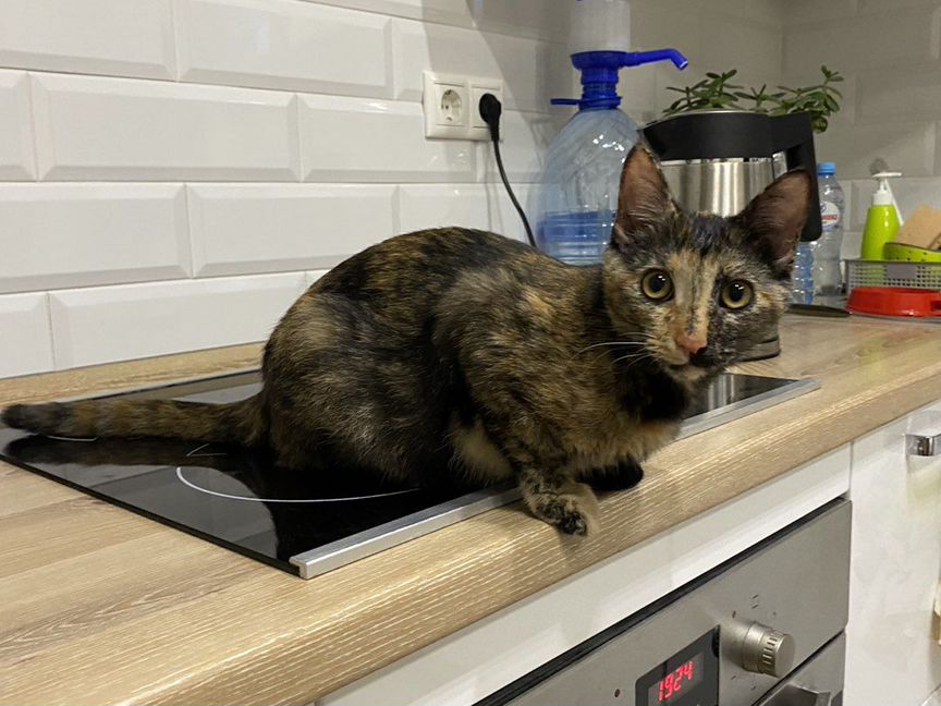 Гиперактивная Джесси в дар