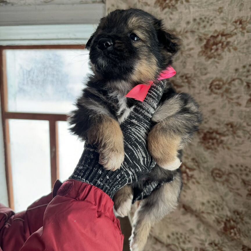 Щенки в добрые руки